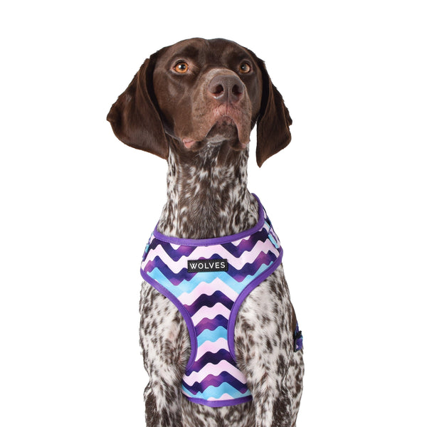 Wolves of Wellington | Sulley Mesh Dog Harness