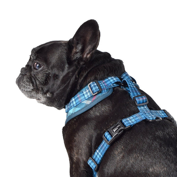 Wolves of Wellington | Lochie Mesh Dog Harness