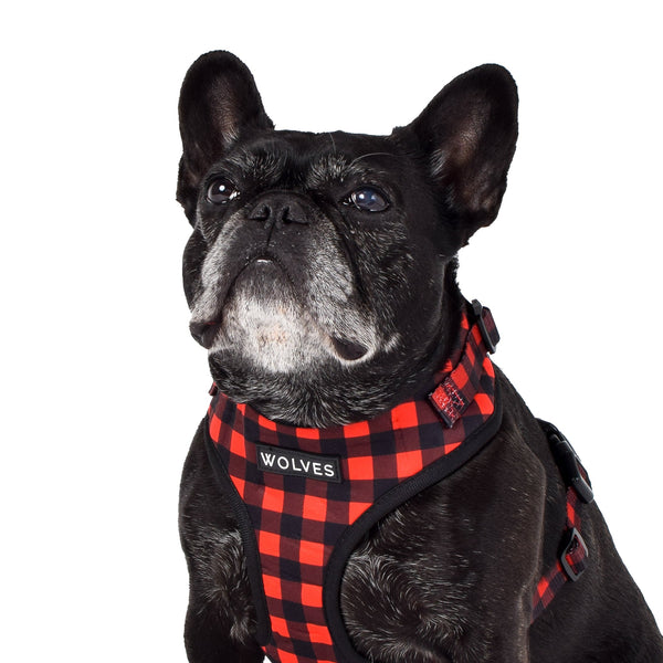 Wolves of Wellington | Buffalo Mesh Dog Harness