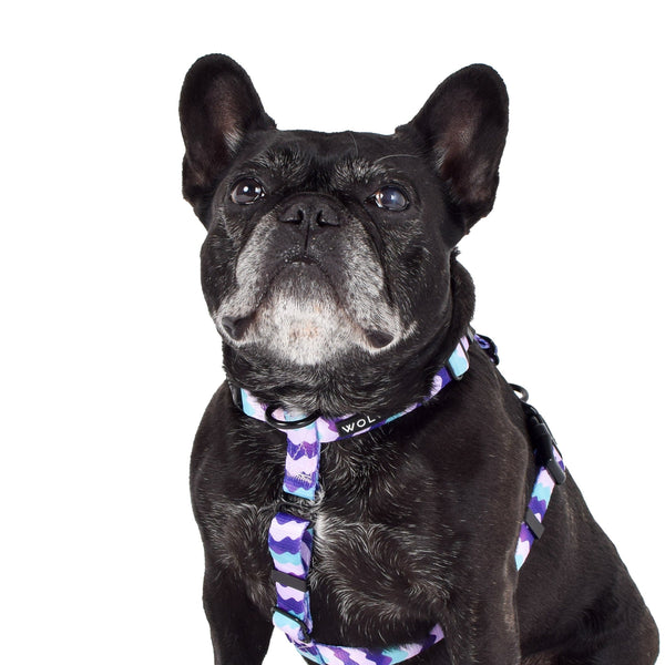Wolves of Wellington | Sulley All Purpose Dog Harness