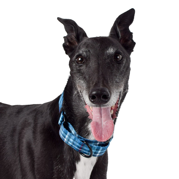 Wolves of Wellington | Lochie Greyhound Martingale Collar