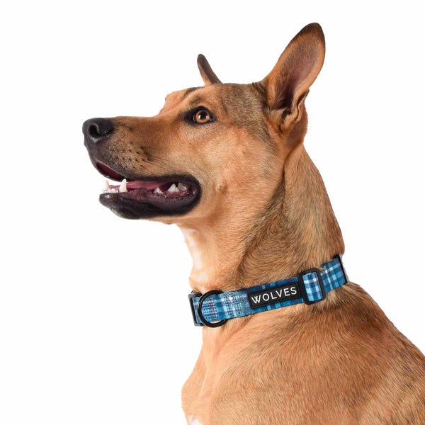 Wolves of Wellington | Lochie Dog Collar